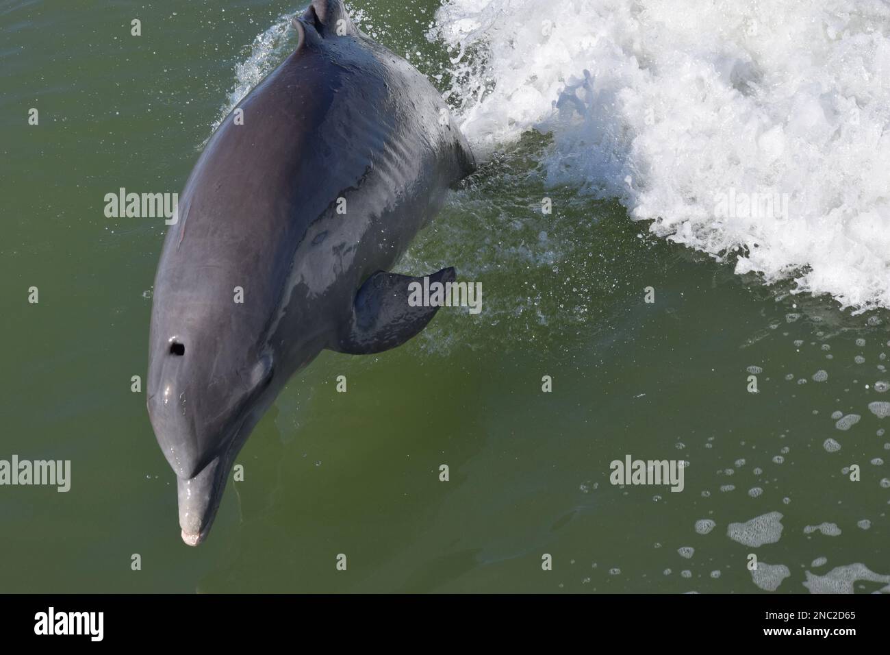 Wild Life Beach Photography Stock Photo - Alamy