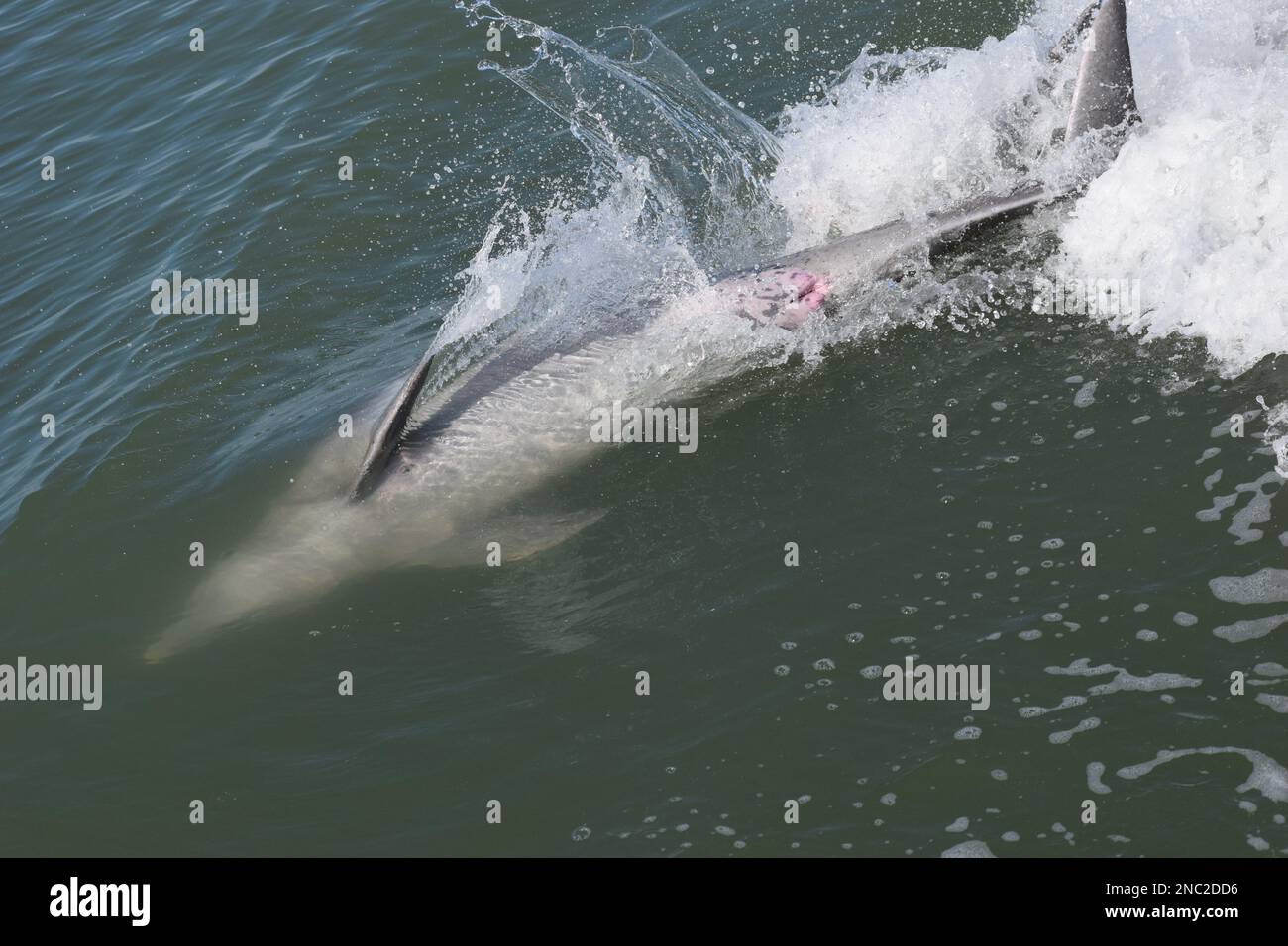 Wild Life Beach Photography Stock Photo - Alamy