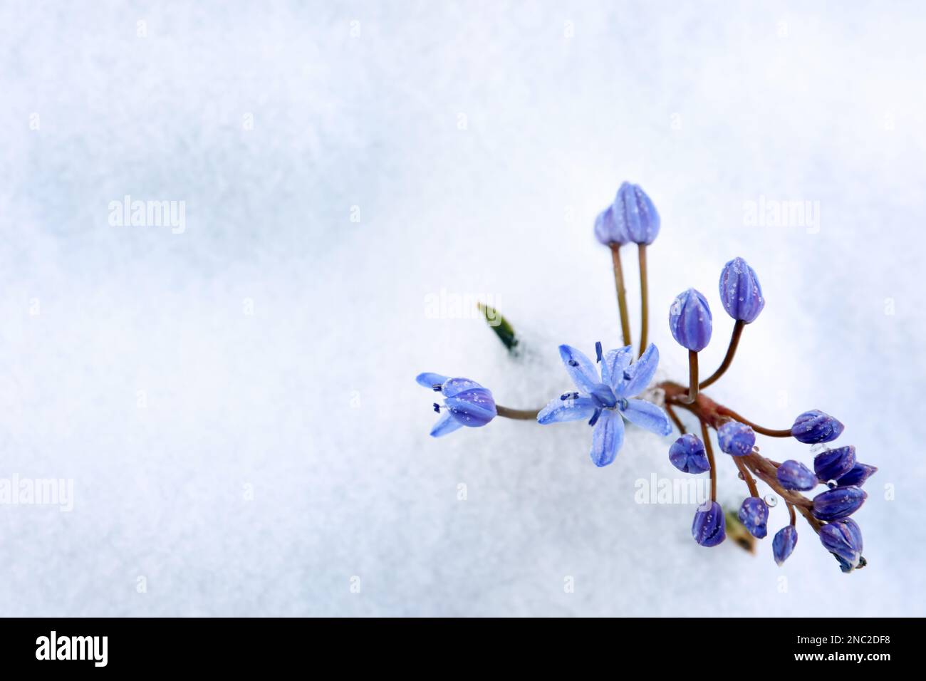 Beautiful lilac alpine squill flowers growing through Stock Photo - Alamy