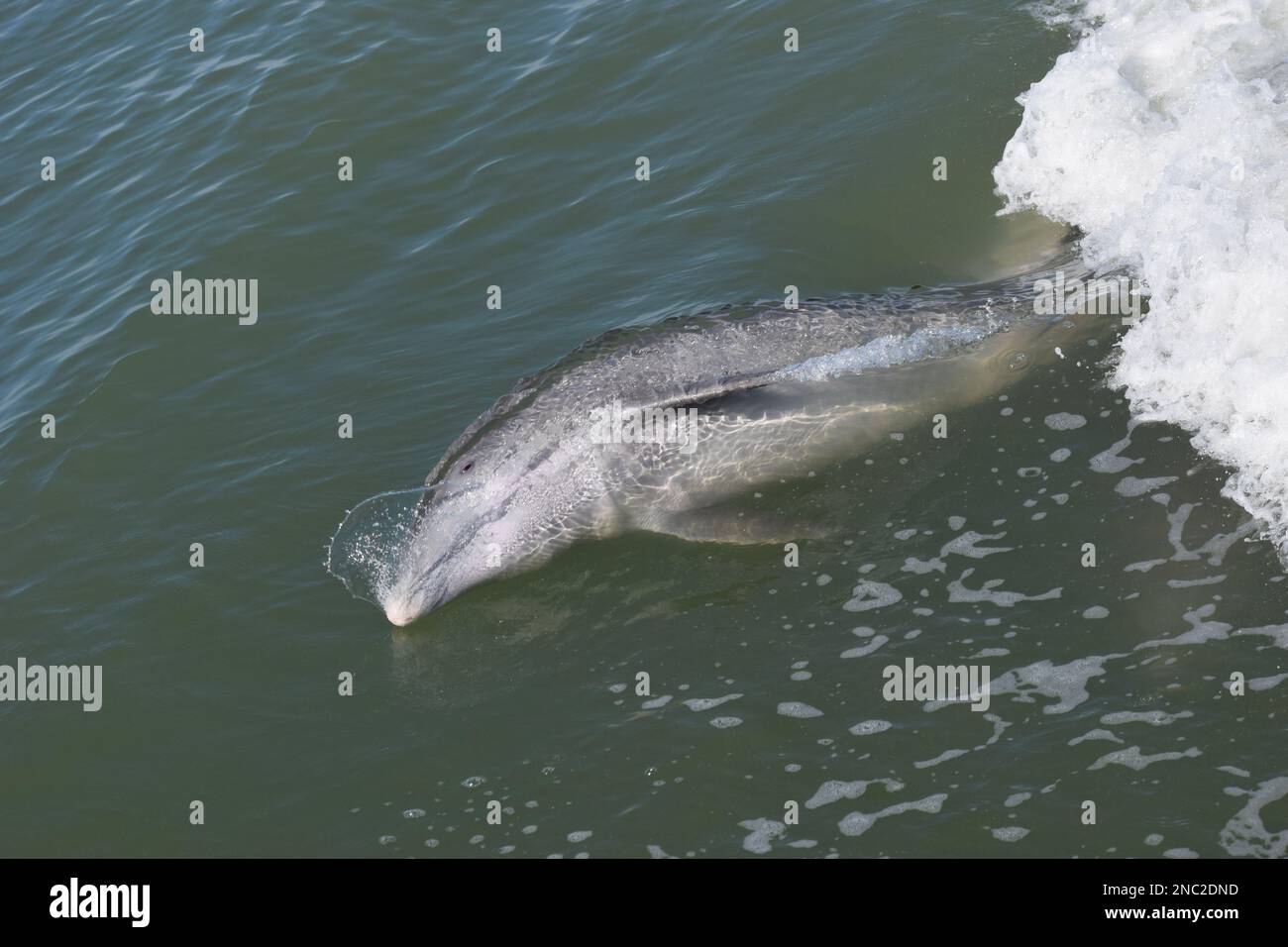 Wildlifephotogrophy hi-res stock photography and images - Alamy
