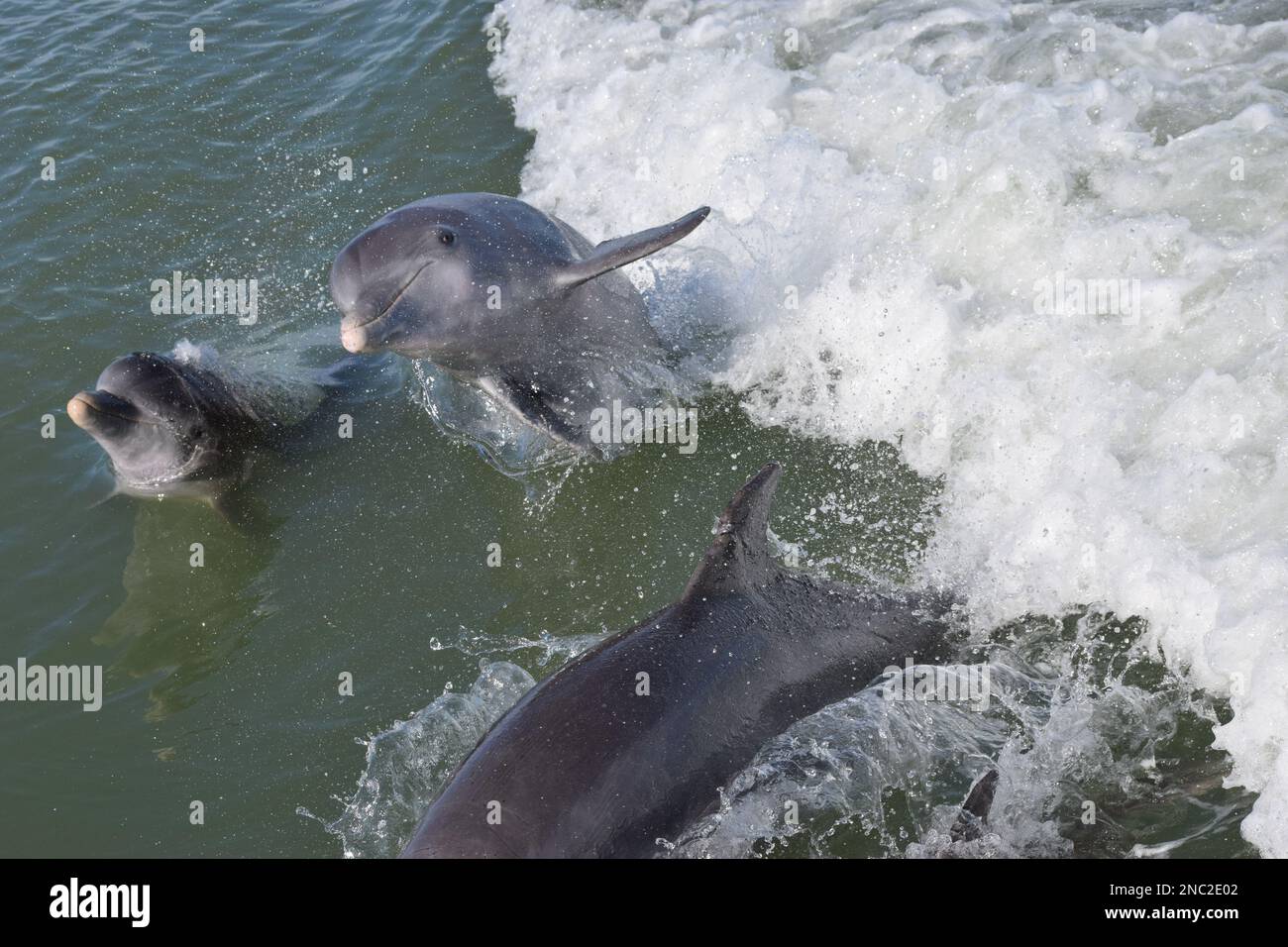 Wildlifephotogrophy hi-res stock photography and images - Alamy