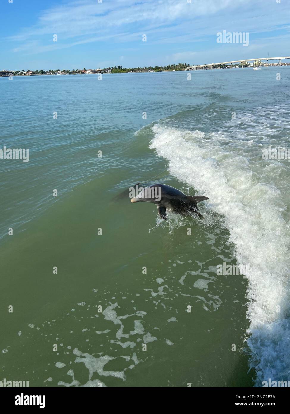 Wild Life Beach Photography Stock Photo - Alamy