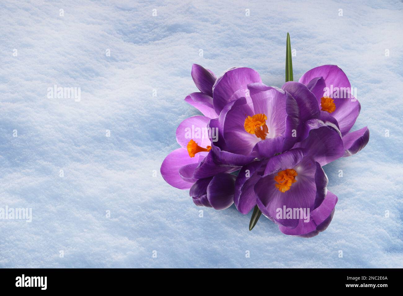 Beautiful spring crocus flowers growing through snow outdoors, top view ...