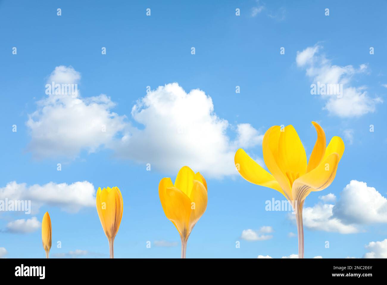 Beautiful spring crocus flowers outdoors on sunny day. Stages of growth ...