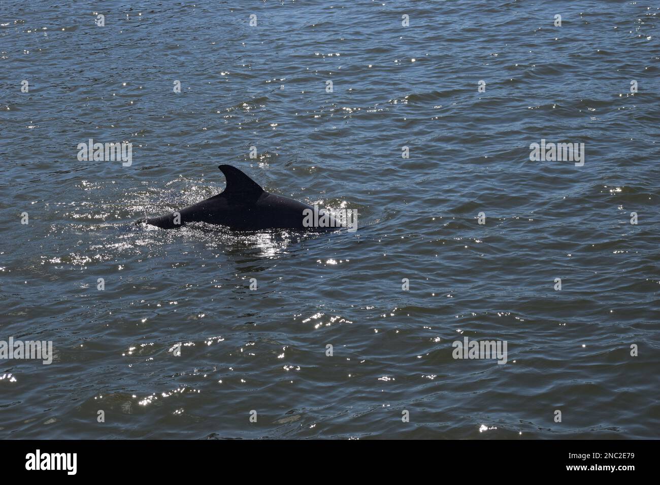 Wildlifephotogrophy hi-res stock photography and images - Alamy