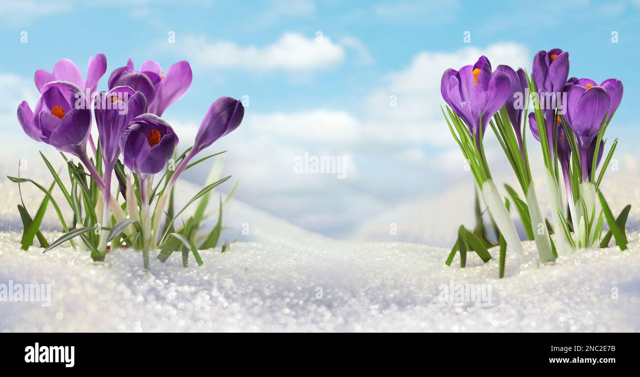 Beautiful spring crocus flowers growing through snow outdoors, banner ...
