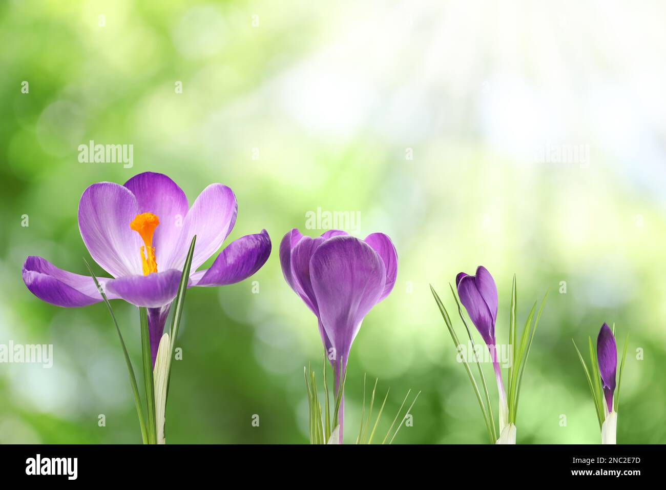 Beautiful spring crocus flowers outdoors on sunny day. Stages of growth ...