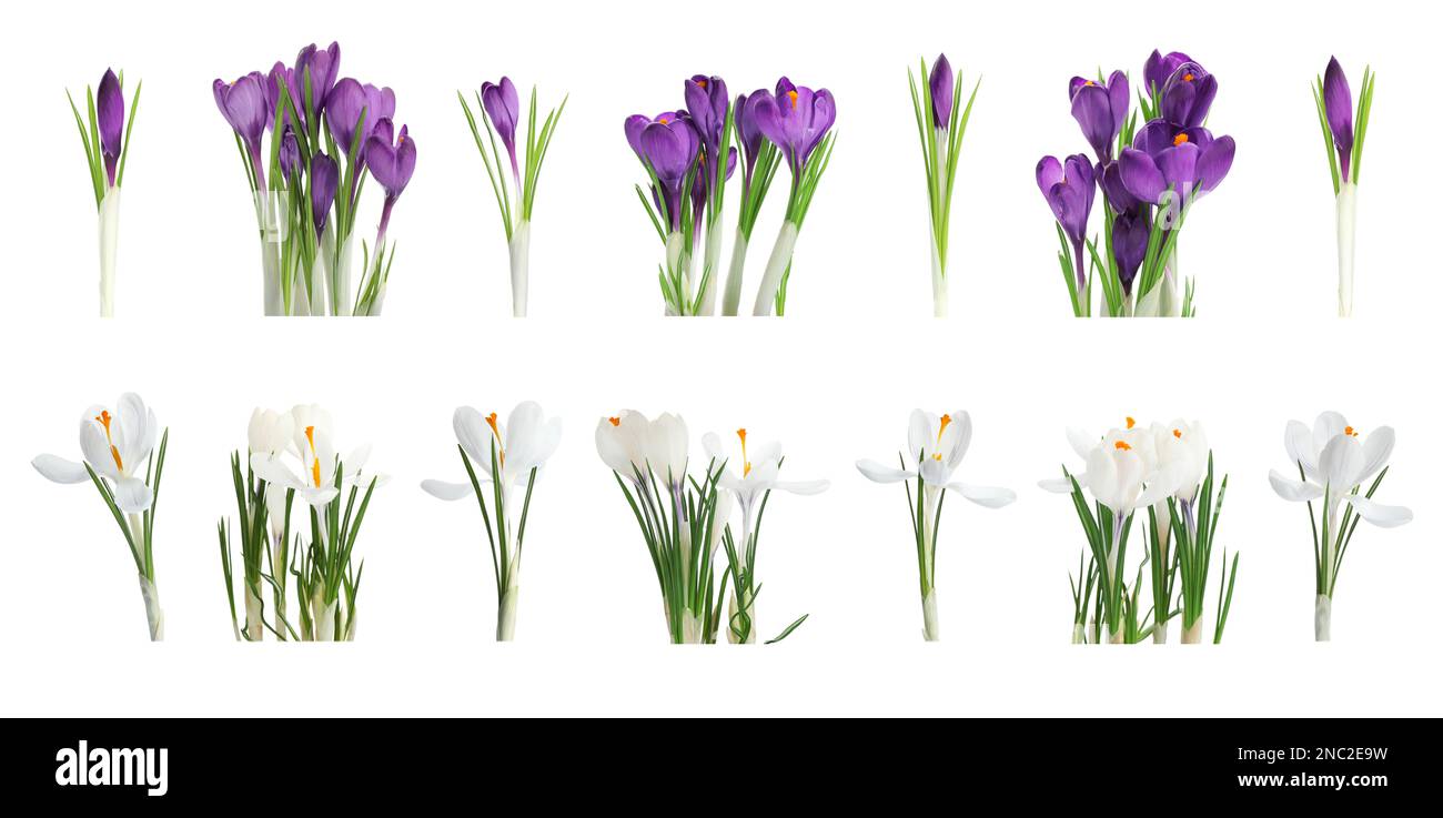 Set with beautiful spring crocus flowers on white background. Banner ...