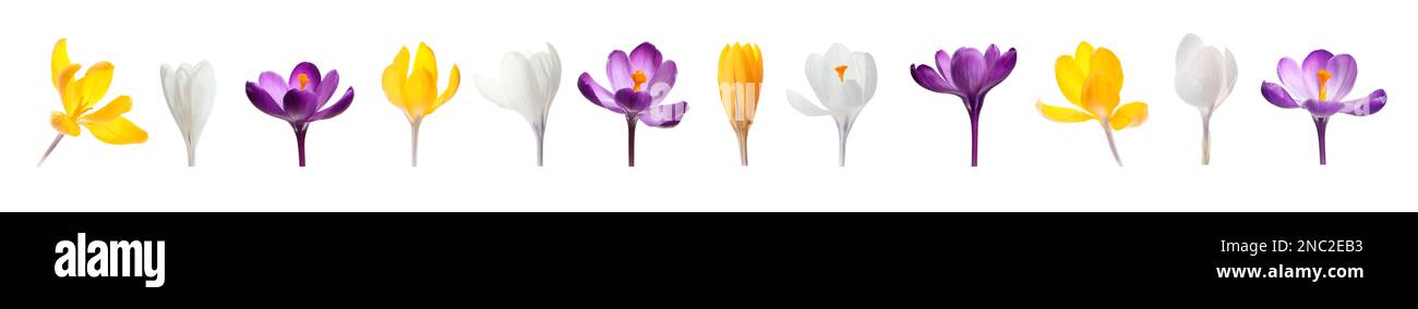 Set with beautiful spring crocus flowers on white background. Banner ...