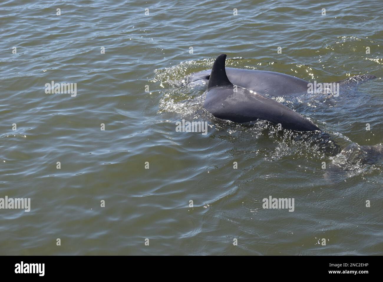 Wildlifephotogrophy hi-res stock photography and images - Alamy