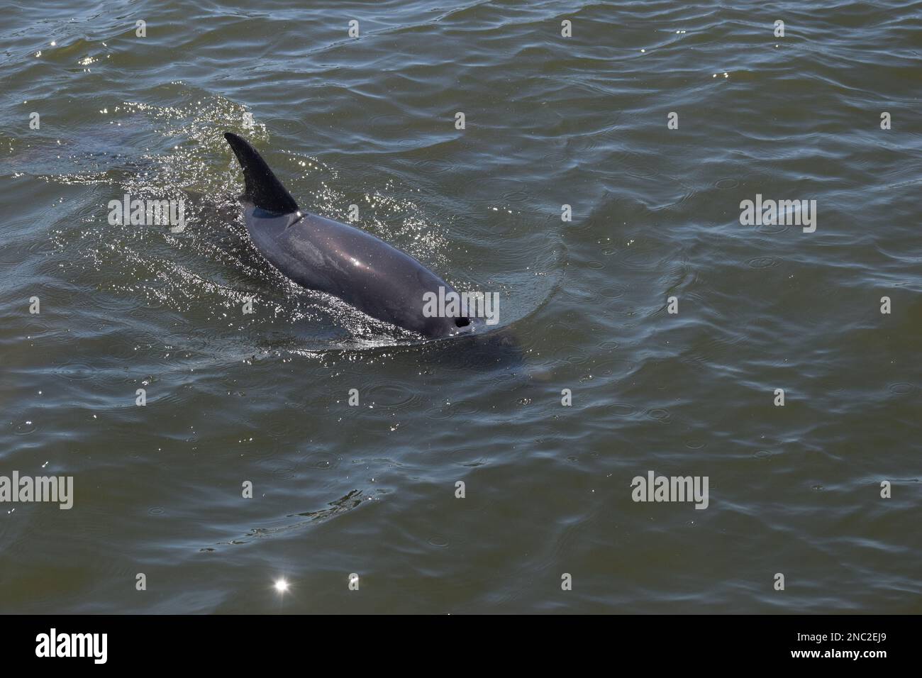 Wild Life Beach Photography Stock Photo - Alamy