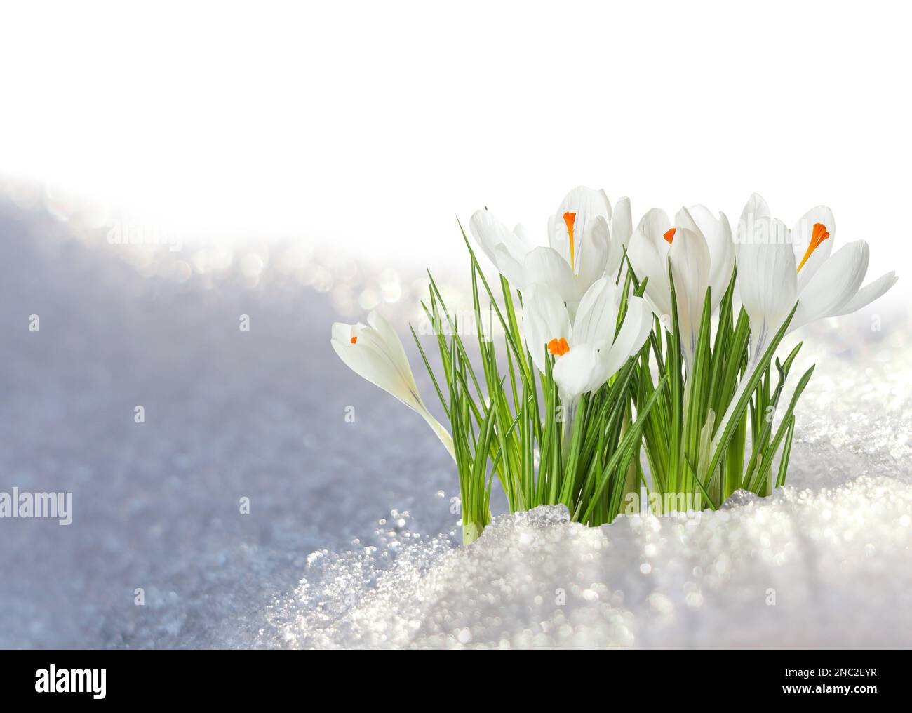 Beautiful spring crocus flowers growing through snow, space for text ...
