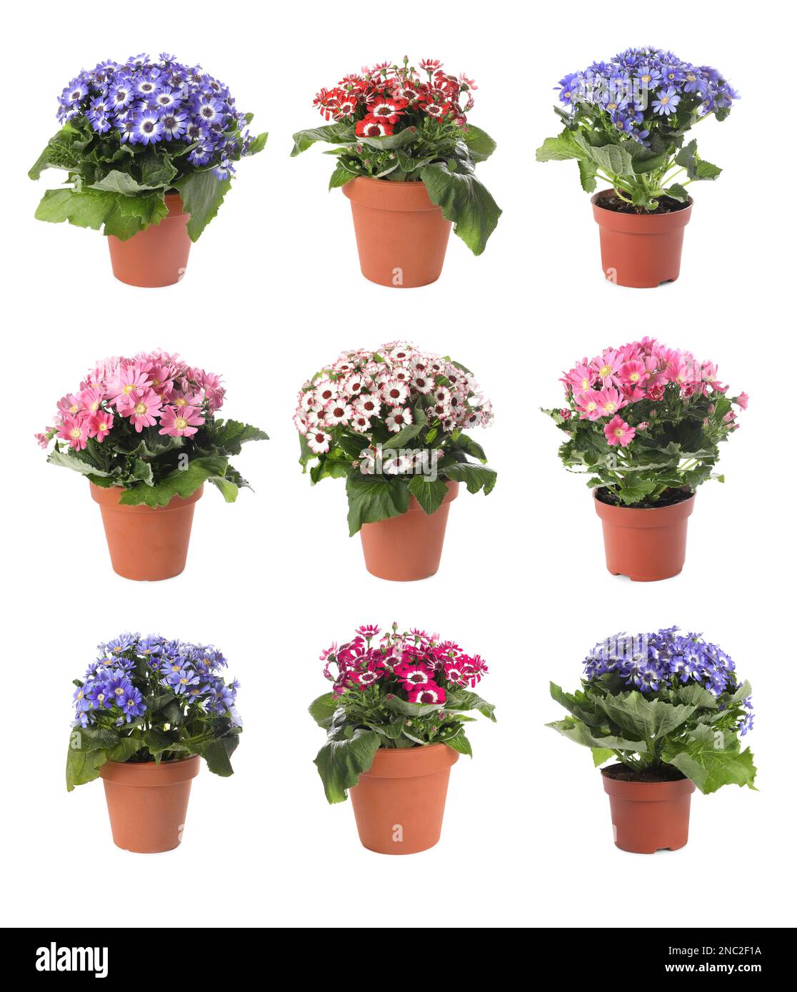 Collection of beautiful flowers in pots on white background Stock Photo ...