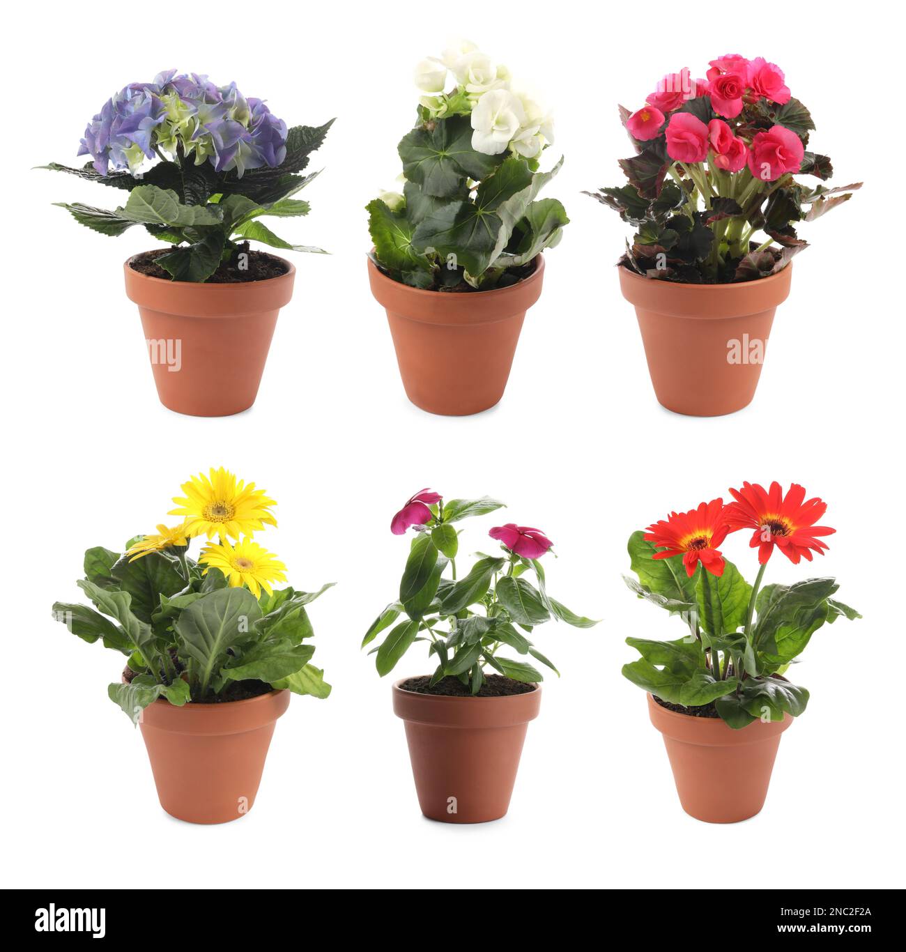 Collection of beautiful flowers in pots on white background Stock Photo ...
