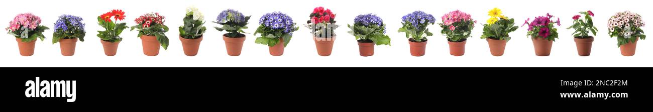 Collection of beautiful flowers in pots on white background. Banner ...