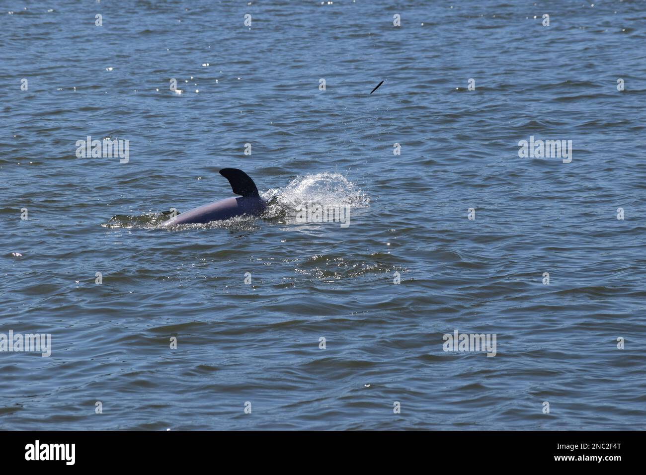 Wild Life Beach Photography Stock Photo - Alamy