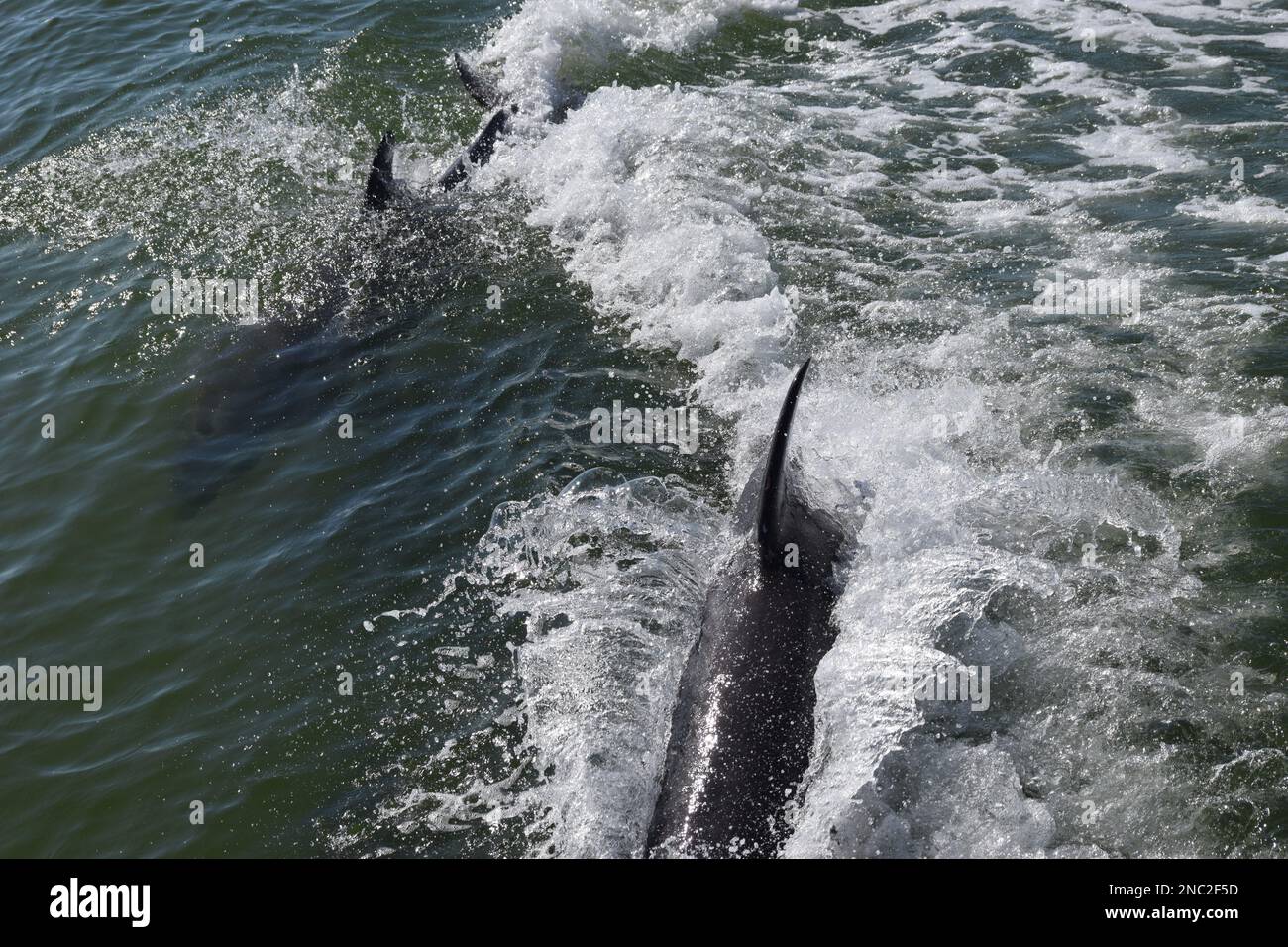 Wild Life Beach Photography Stock Photo - Alamy