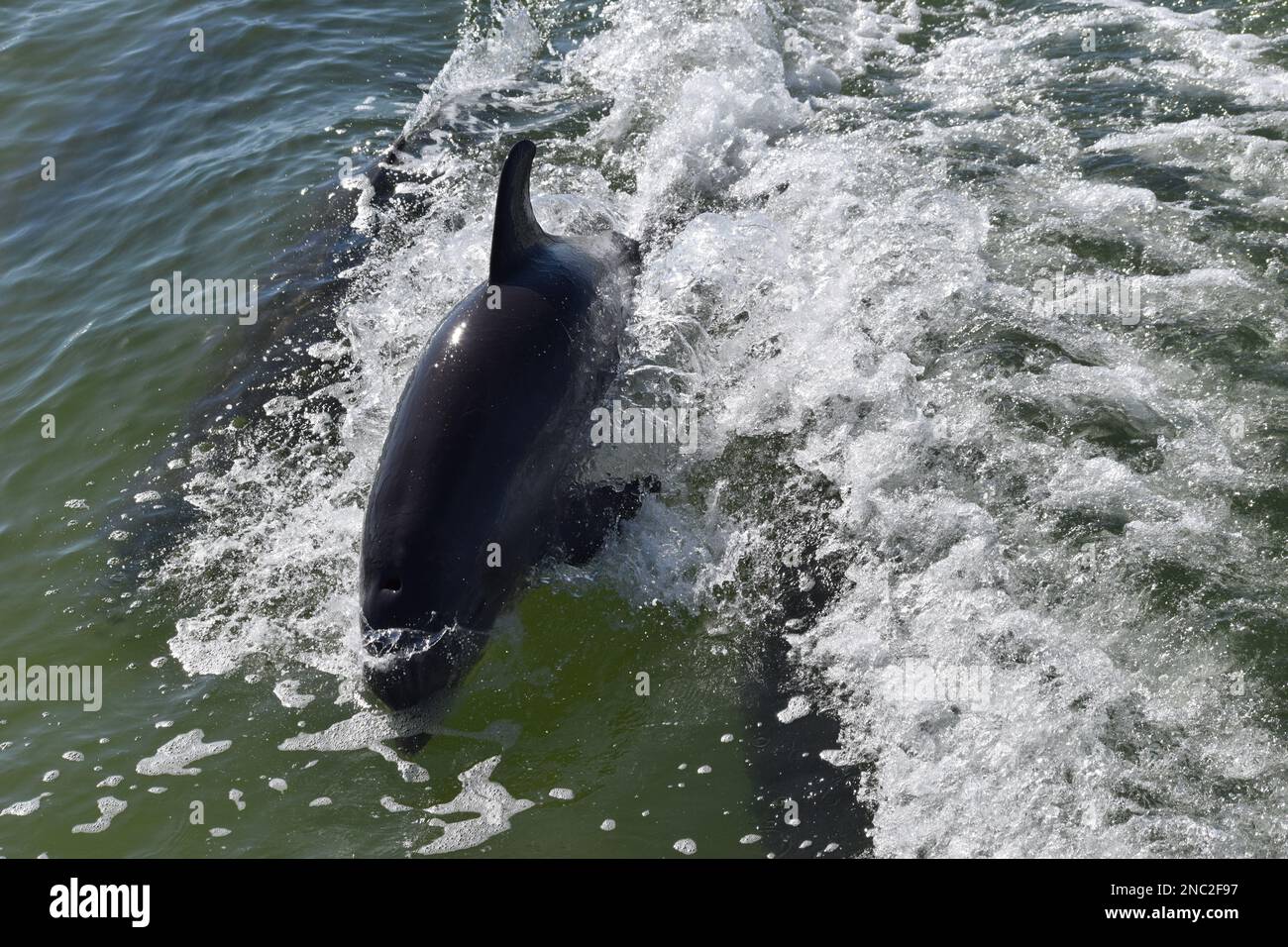Wildlifephotogrophy hi-res stock photography and images - Alamy