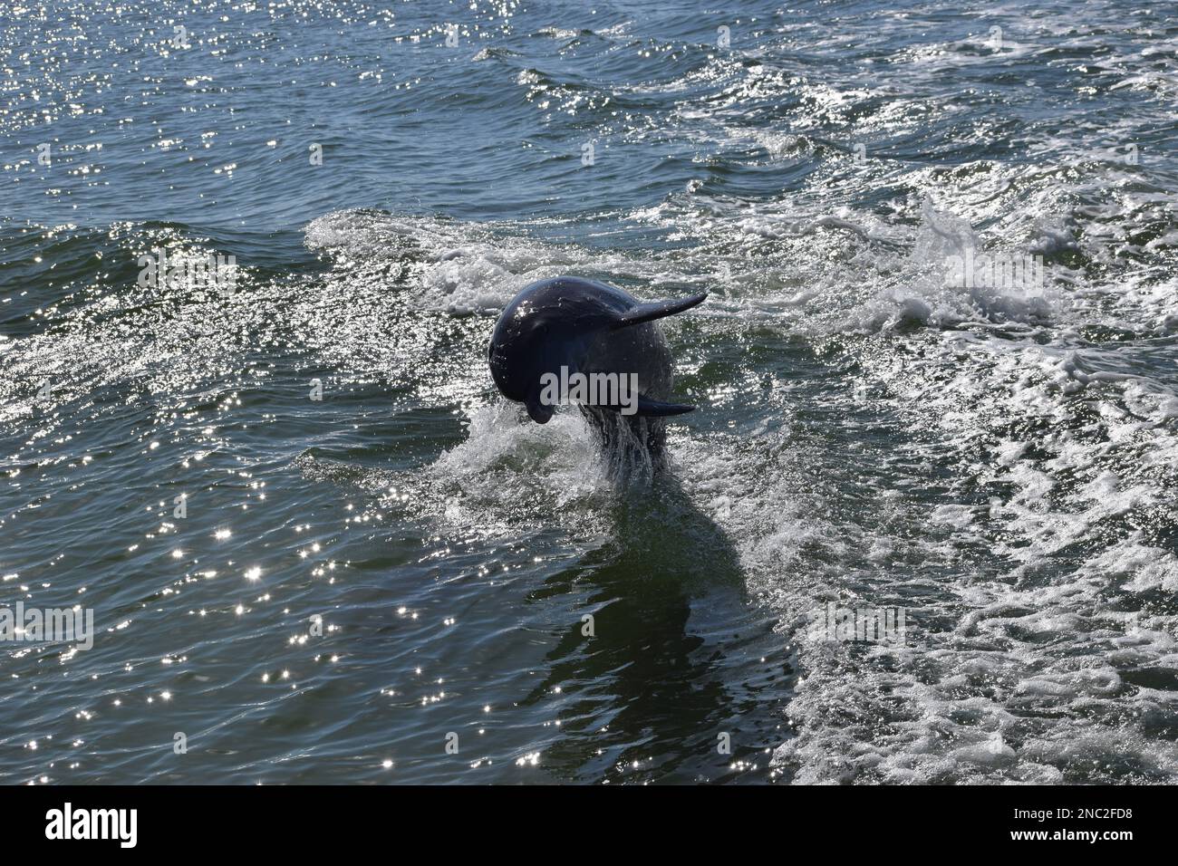 Wildlifephotogrophy hi-res stock photography and images - Alamy