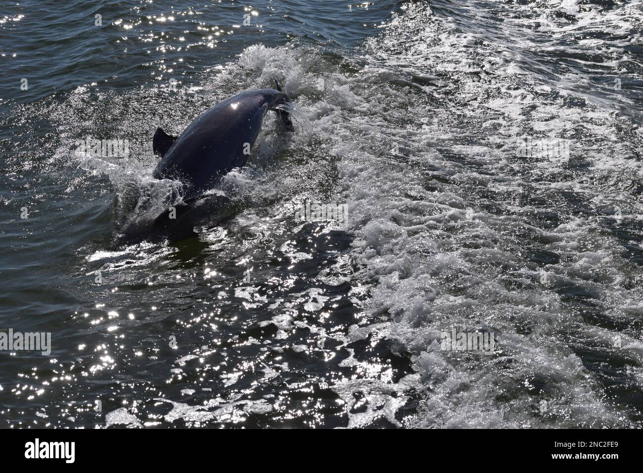 Wildlifephotogrophy hi-res stock photography and images - Alamy