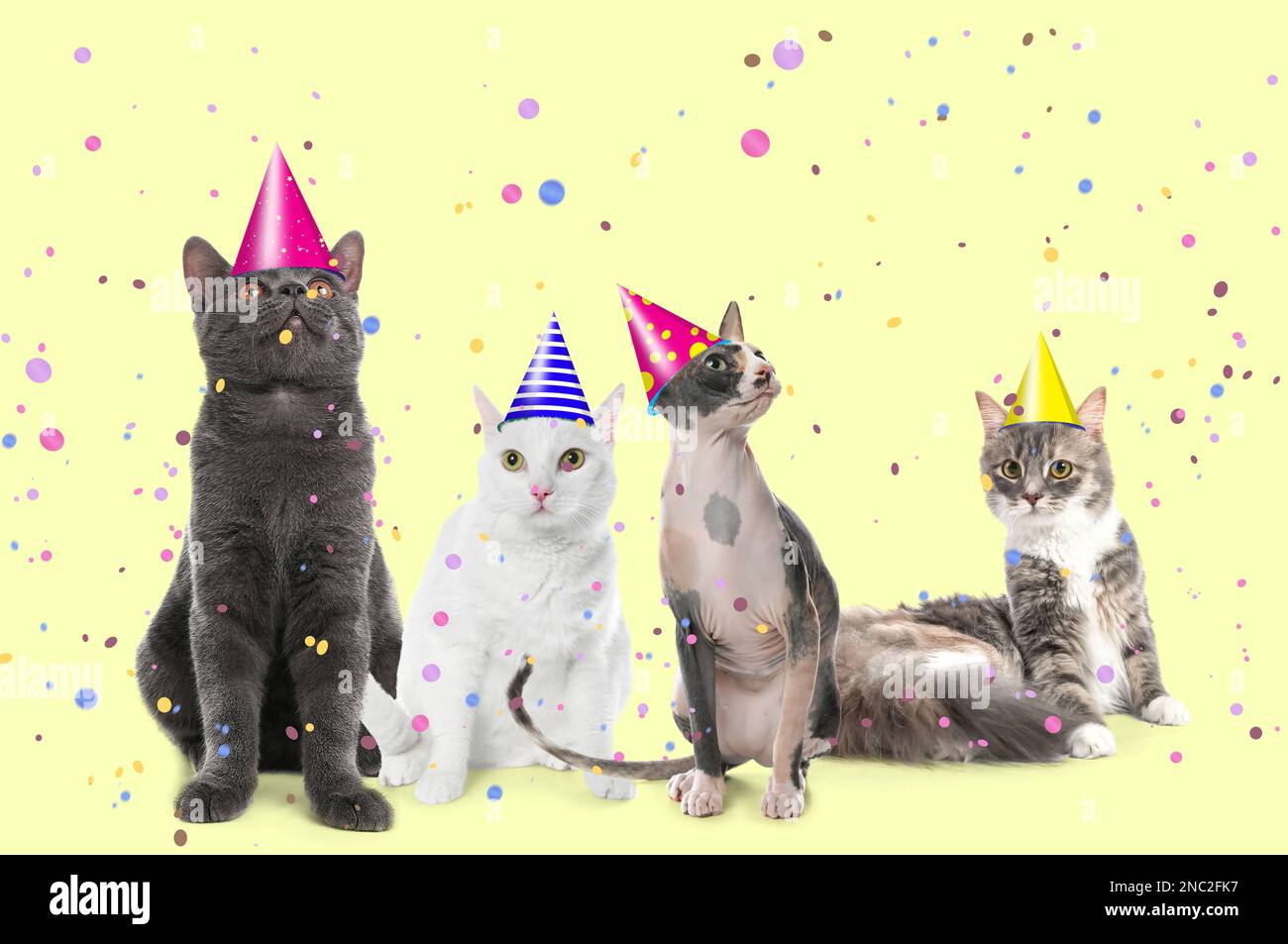 Hairless cats hi-res stock photography and images - Alamy