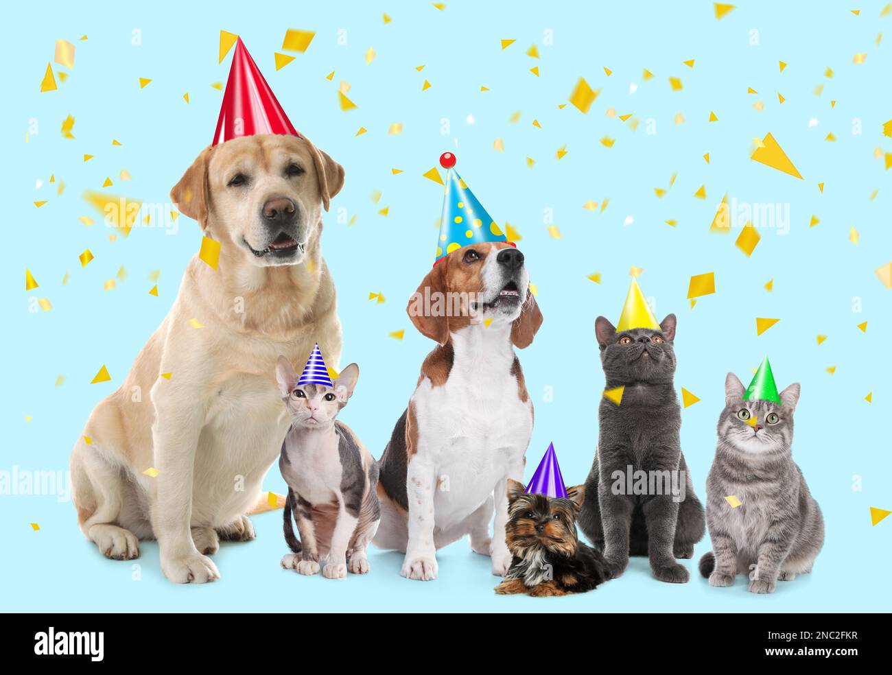 Adorable pets with party hats on turquoise background Stock Photo - Alamy