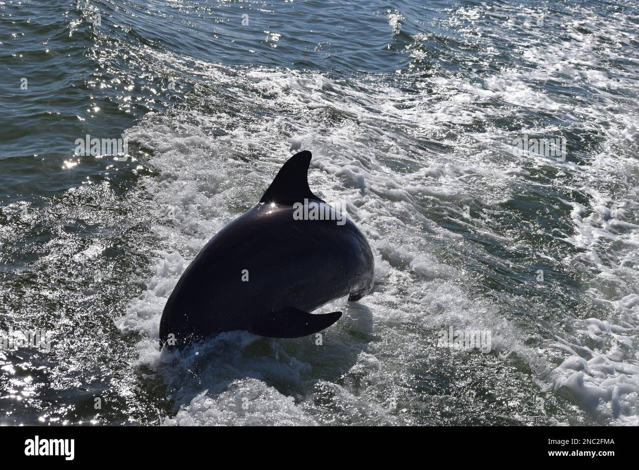 Wildlifephotogrophy hi-res stock photography and images - Alamy