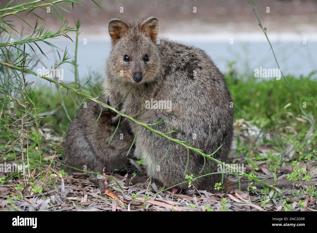 quokka at rottnest island (australia Stock Photo - Alamy