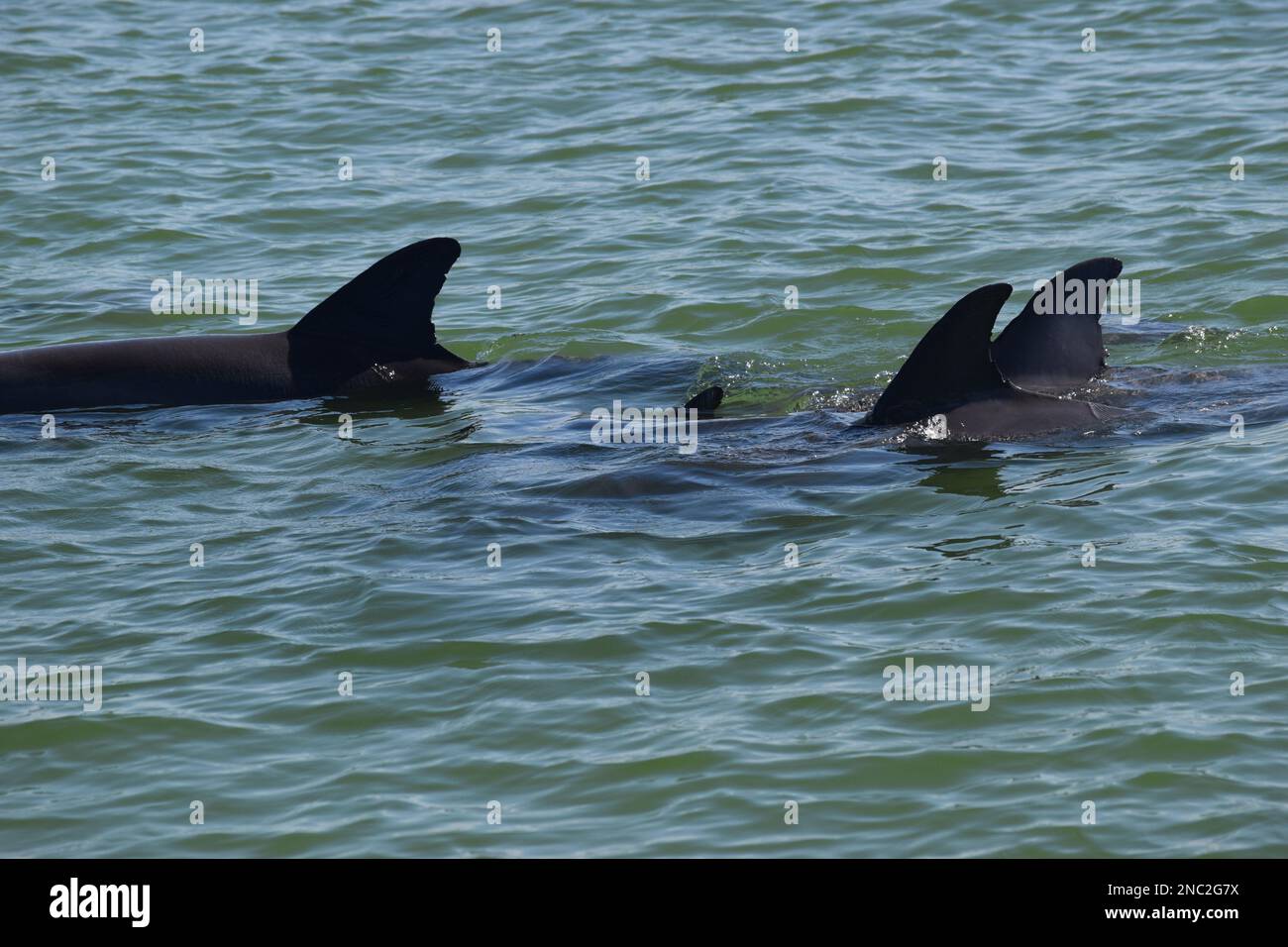 Wild Life Beach Photography Stock Photo - Alamy