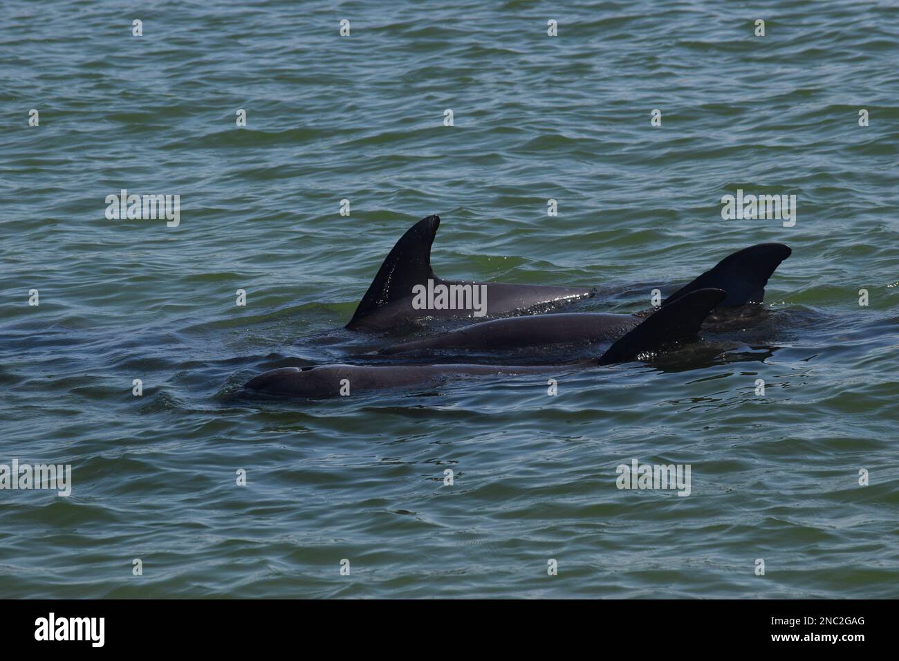 Wildlifephotogrophy hi-res stock photography and images - Alamy