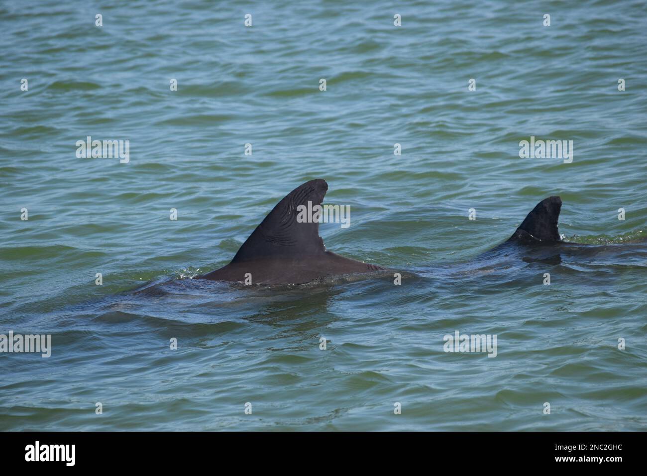 Wildlifephotogrophy hi-res stock photography and images - Alamy