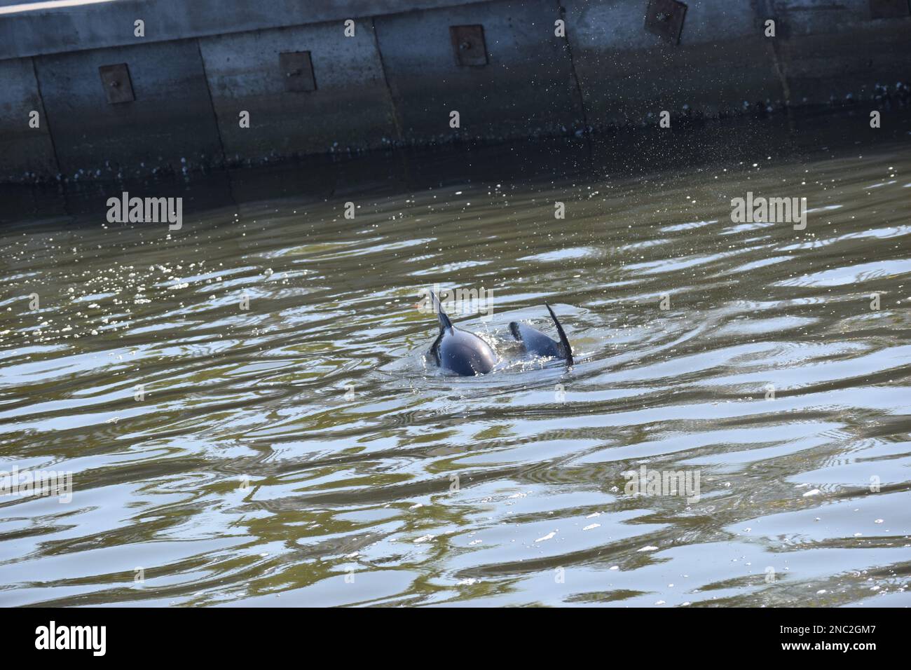 Wild Life Beach Photography Stock Photo - Alamy