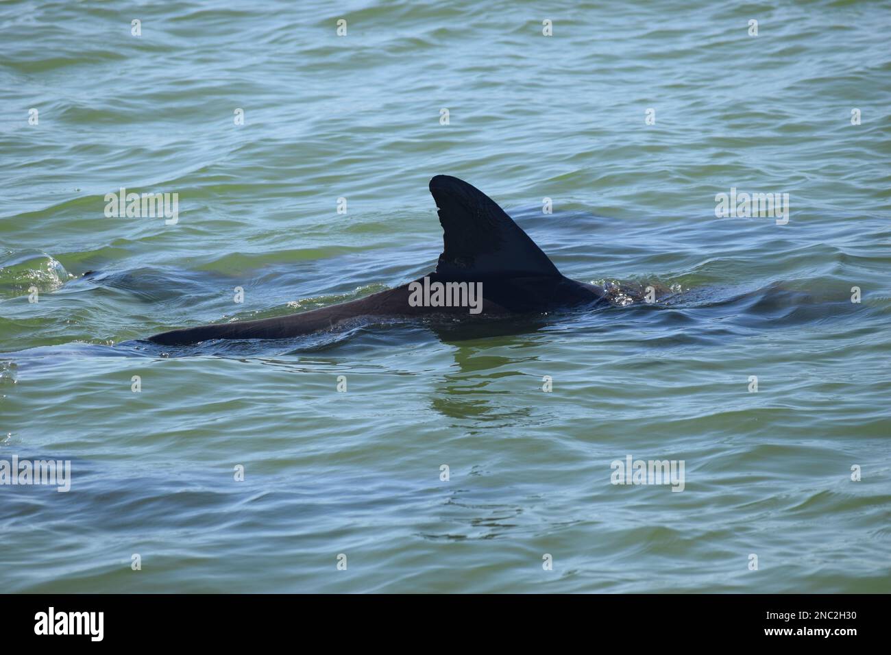 Wild Life Beach Photography Stock Photo - Alamy