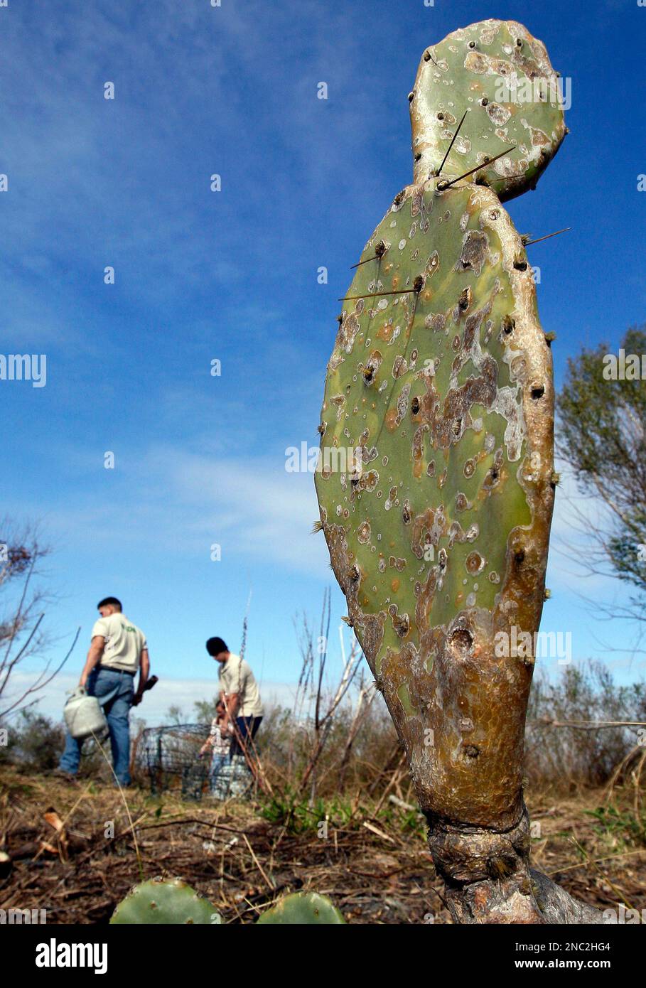 In this Feb. 16, 2011 photo, a prickly pear cactus stands near U.S ...