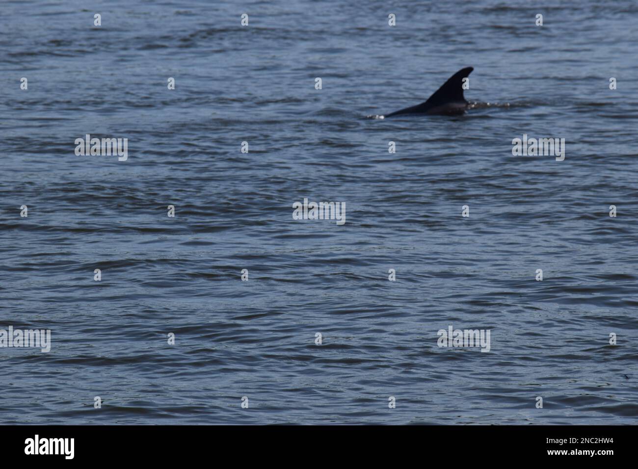 Wild Life Beach Photography Stock Photo - Alamy
