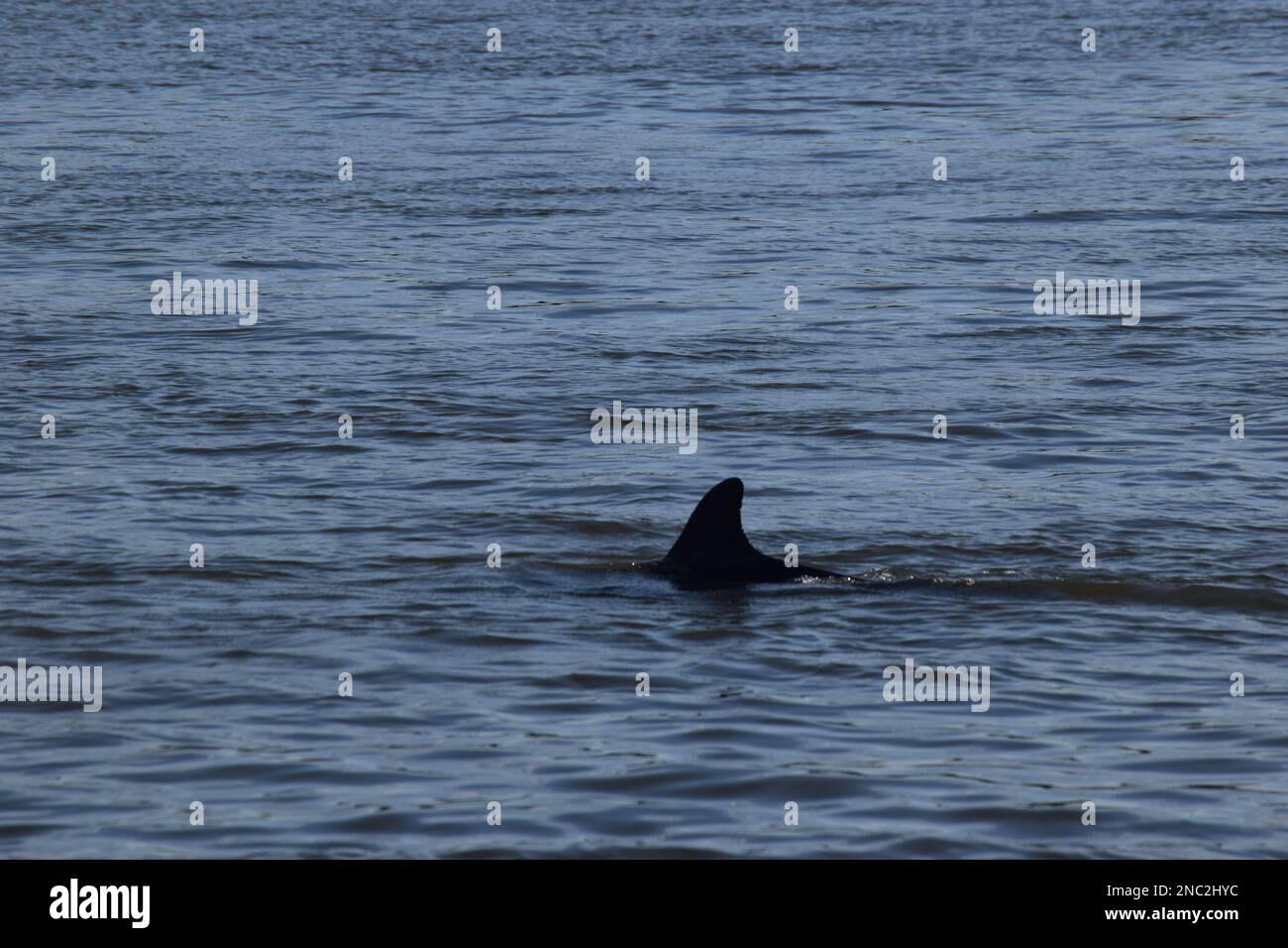 Wildlifephotogrophy hi-res stock photography and images - Alamy