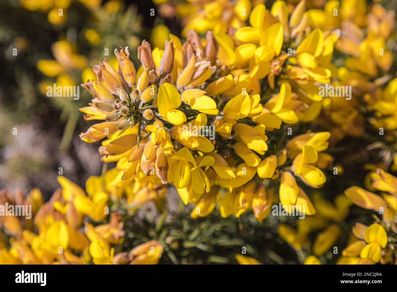 Common Gorse in bloom (Ulex Europaeus Stock Photo - Alamy