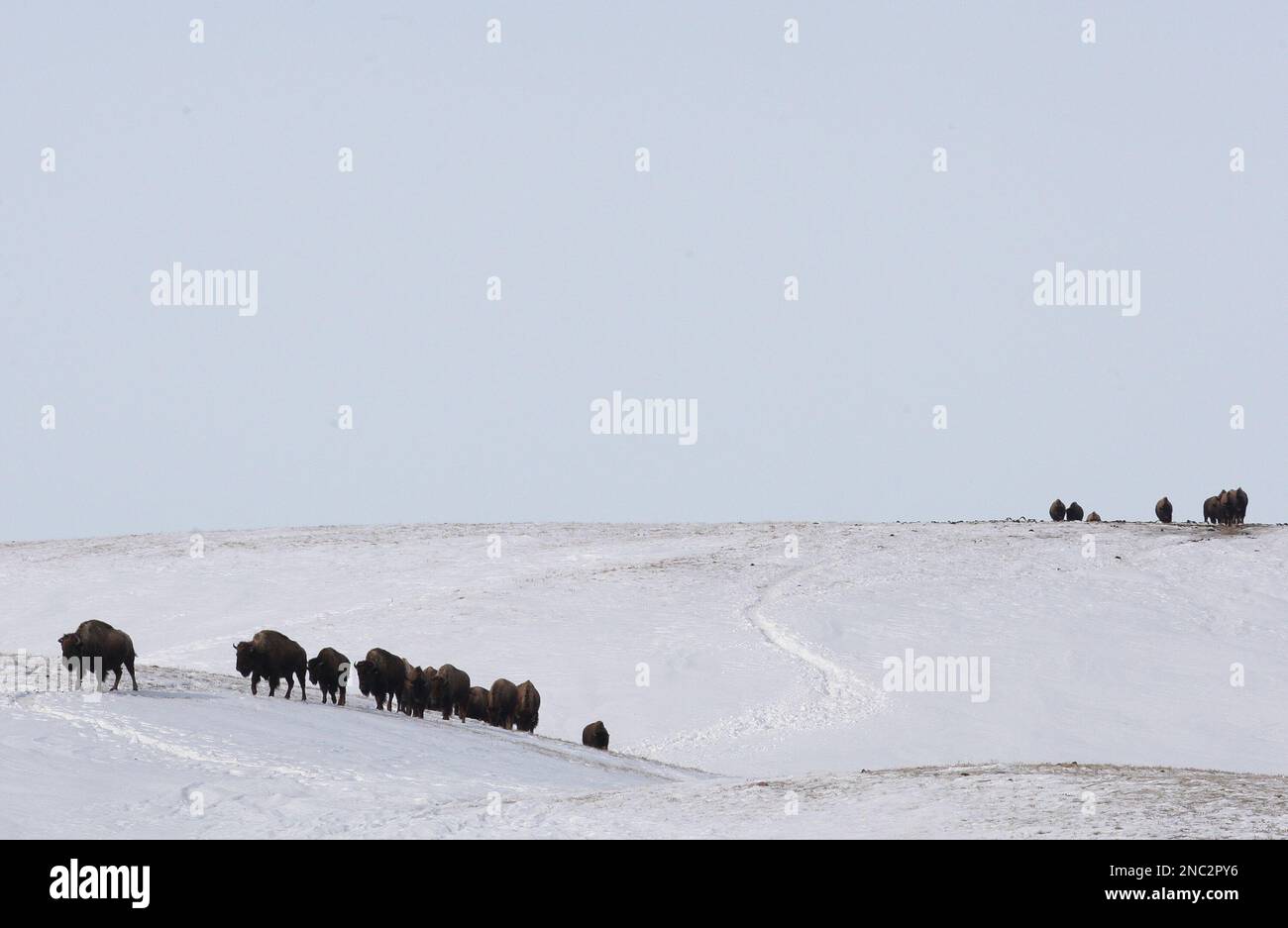 In this Feb. 11, 2011 photo, Buffalo herd, owned by the combined Sioux ...