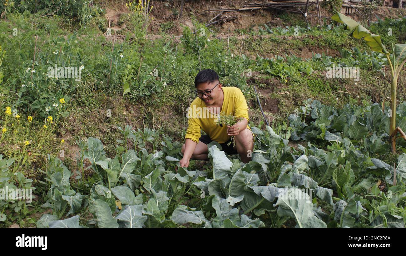 Human planting sprouts of Cabbage in farm. Concept of farming and ...