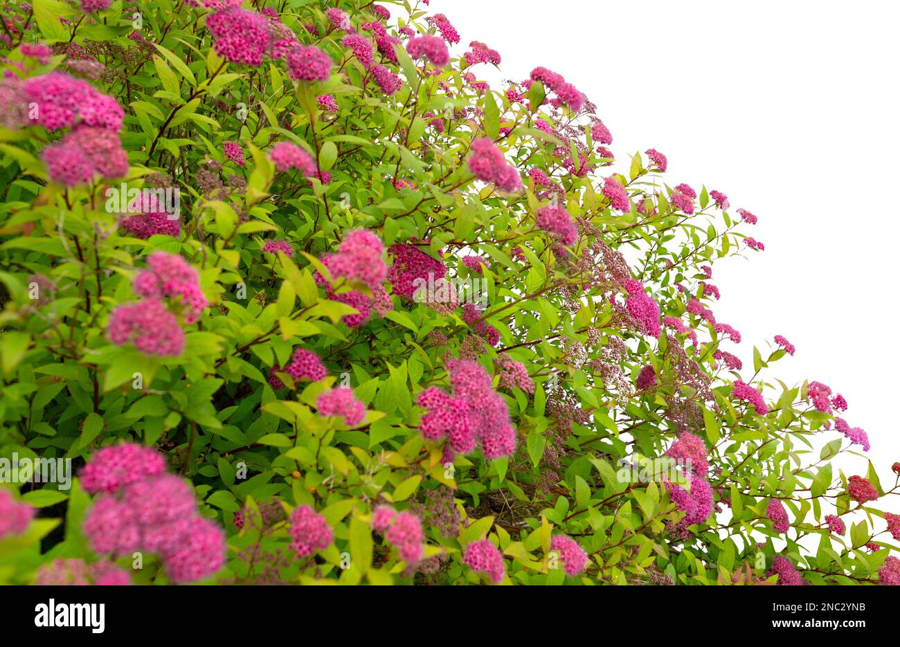 Pink flower bush isolated on white background Stock Photo - Alamy