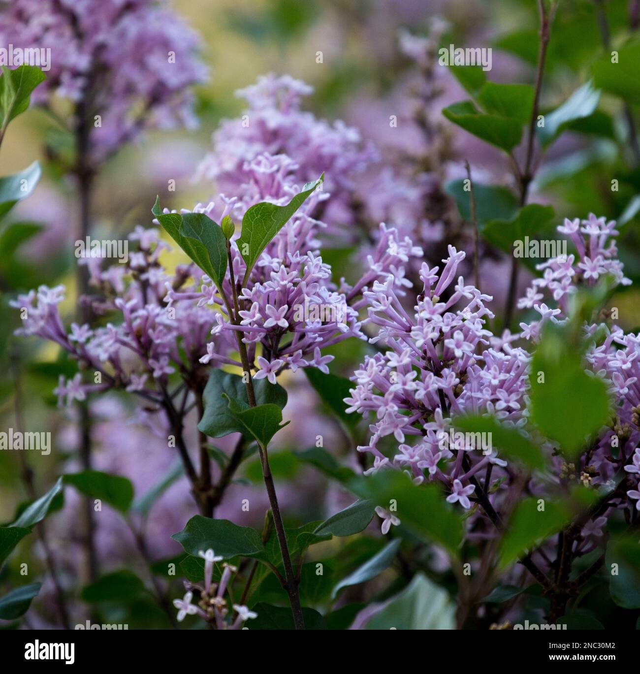 Nice smelling hi-res stock photography and images - Alamy