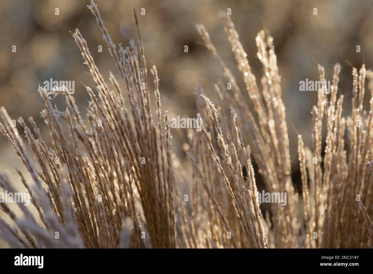 Landscape with reeds picture hi-res stock photography and images - Alamy