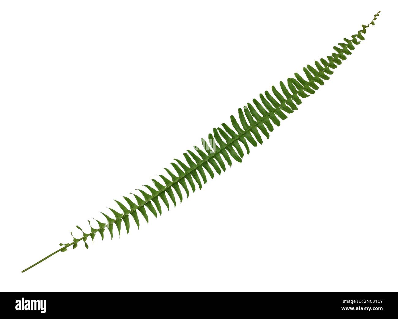 Fern branch isolated on white background. Clipping Path included Stock ...