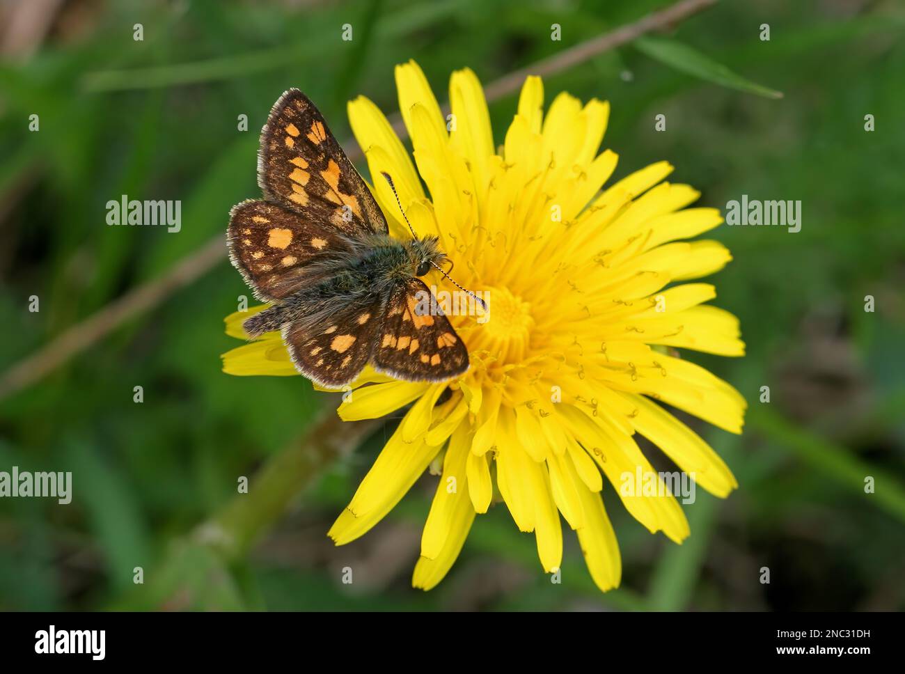 Chequered Skipper butterfly (Carterocephalus palaemon) adult with wings ...