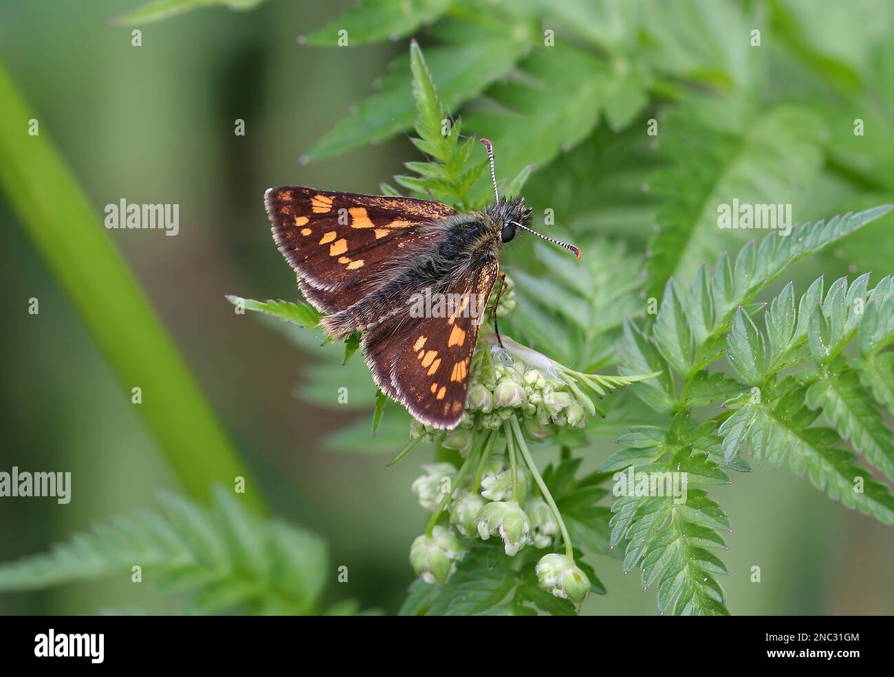 Chequered Skipper butterfly (Carterocephalus palaemon) adult at rest ...