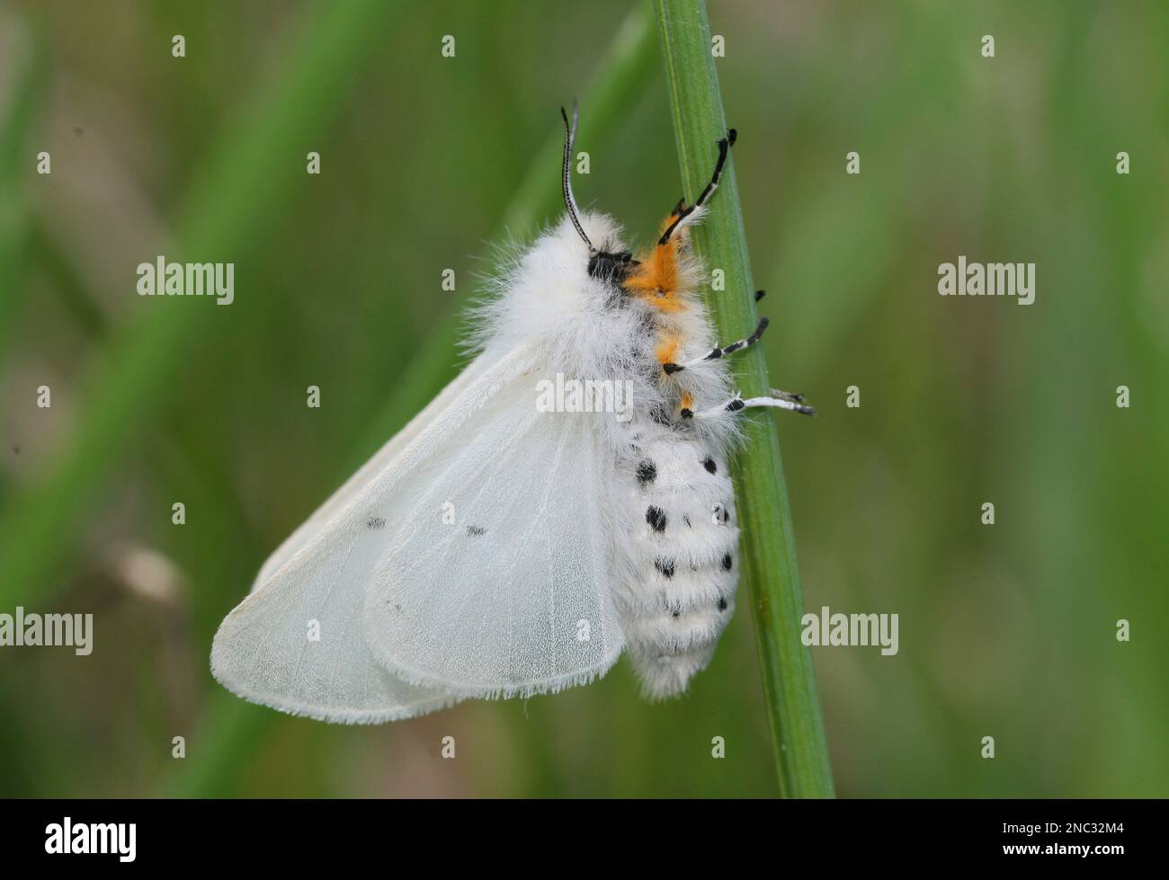 Muslin Moth (Diaphora mendica) ndayflying female resting on grass with ...