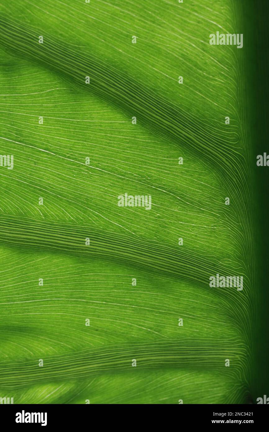 Microscopic closeup detail organic structure hi-res stock photography ...