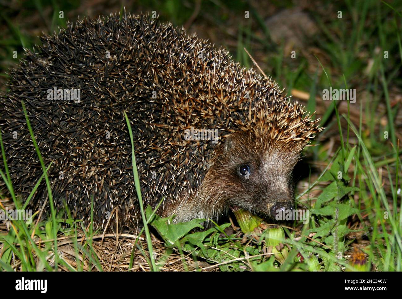 Eastern Hedgehog (Erinaceus concolor) close up of sdult Poland May ...