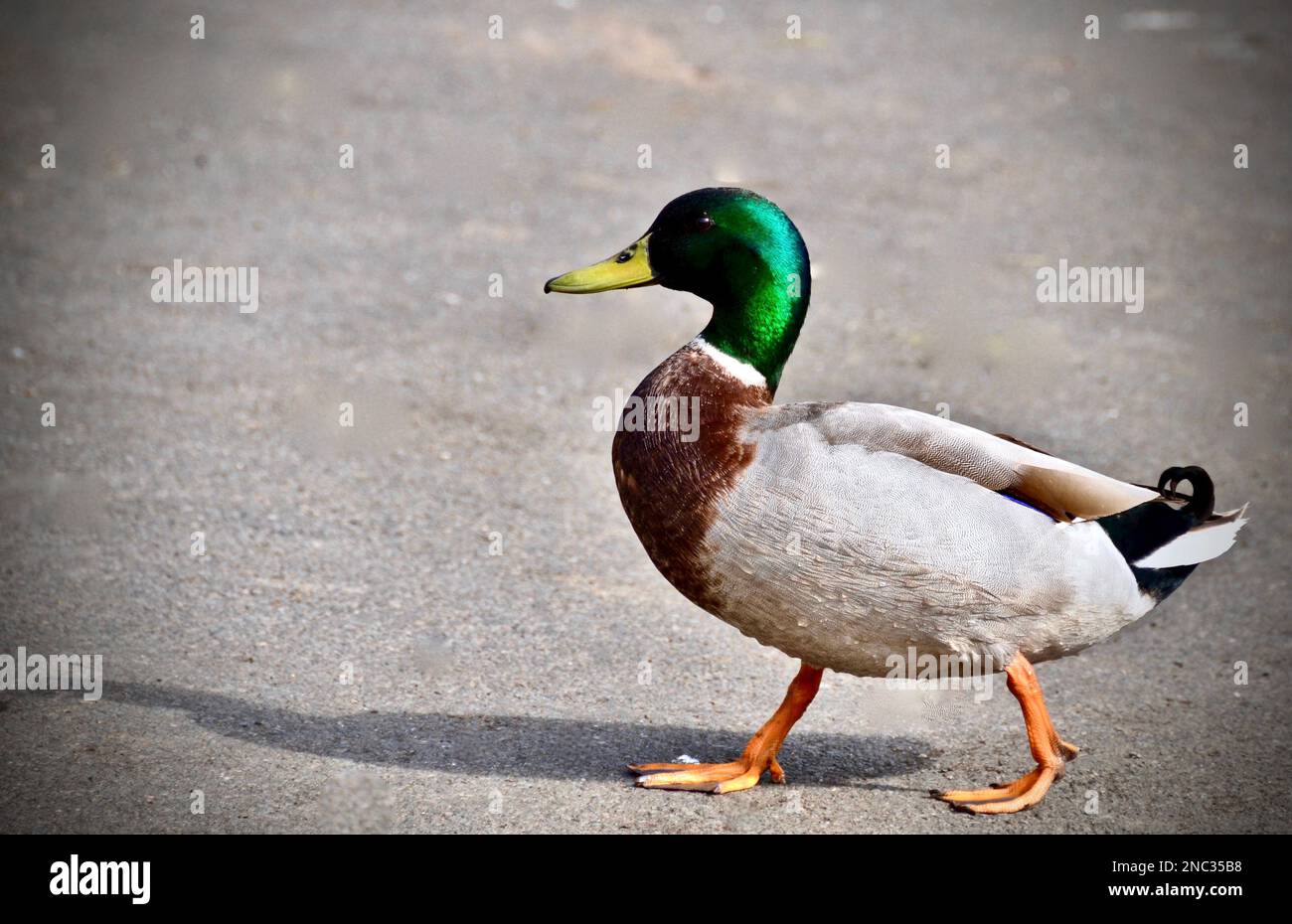 Mallard Duck Drake striding out on a tarmac road Stock Photo - Alamy