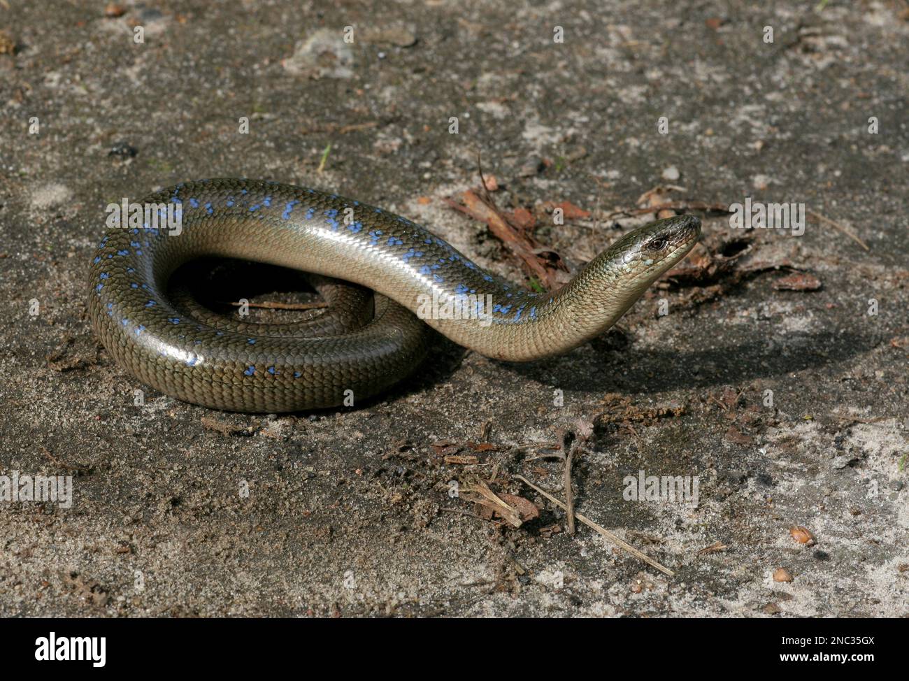 Slow Worm (Anguis fragilis) adult male coiled-up Poland May Stock Photo ...